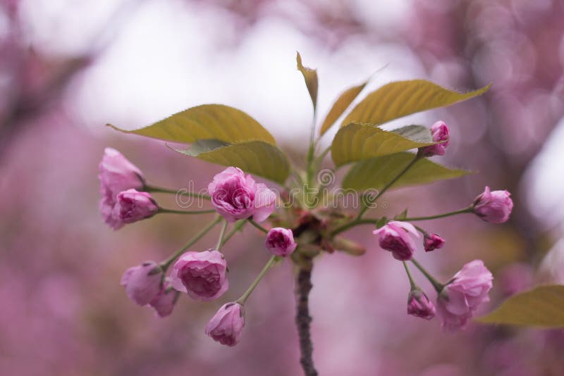 Beautiful Sakura Blooming in Garden Stock Photo - Image of nature ...