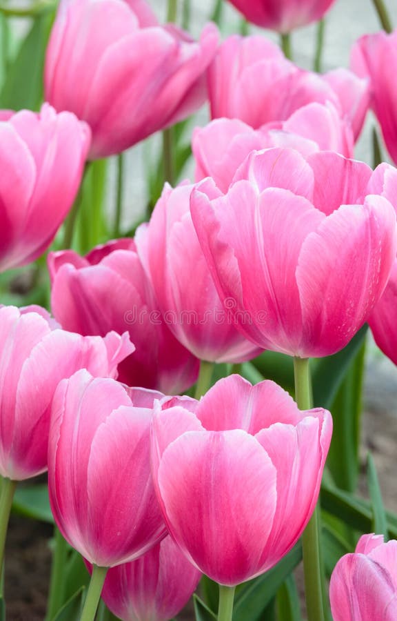 Beautiful Spring Pink Tulips, Closeup Background Stock Photo - Image of ...