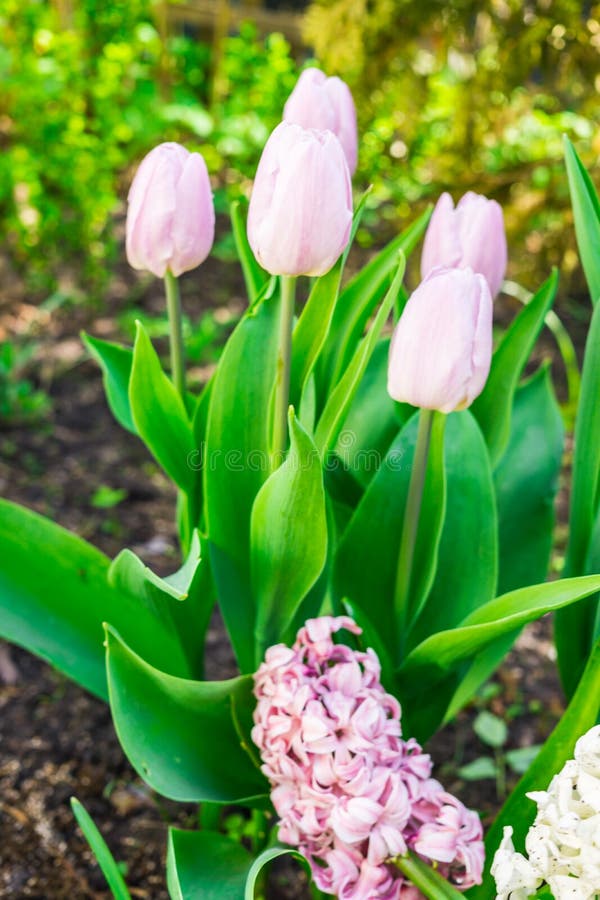 Beautiful Spring , Pink Tulips Planted in the City Park Stock Image ...
