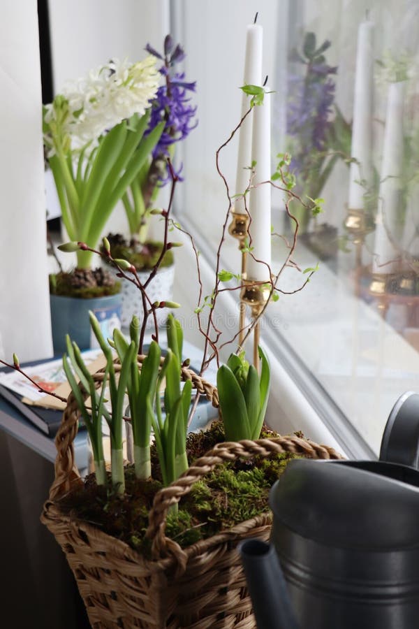 Beautiful Spring Plants and Decoration on Window Sill Stock Photo ...