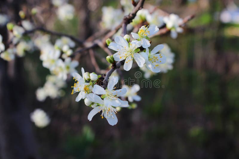 Close-up of White Plum Tree Branches Blossom in Spring Stock Image ...