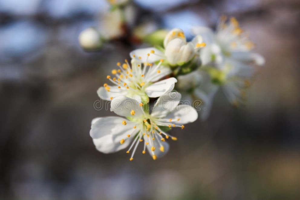 Close-up of White Plum Tree Branches Blossom in Spring Stock Photo ...