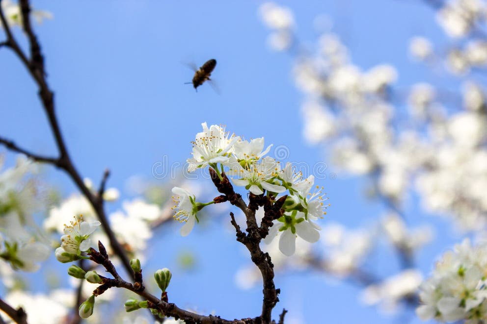 Close-up of White Plum Tree Branches Blossom in Spring Stock Image ...