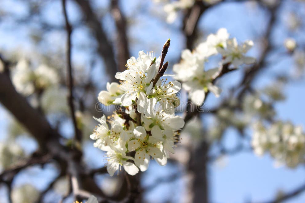 Close-up of White Plum Tree Branches Blossom in Spring Stock Image ...