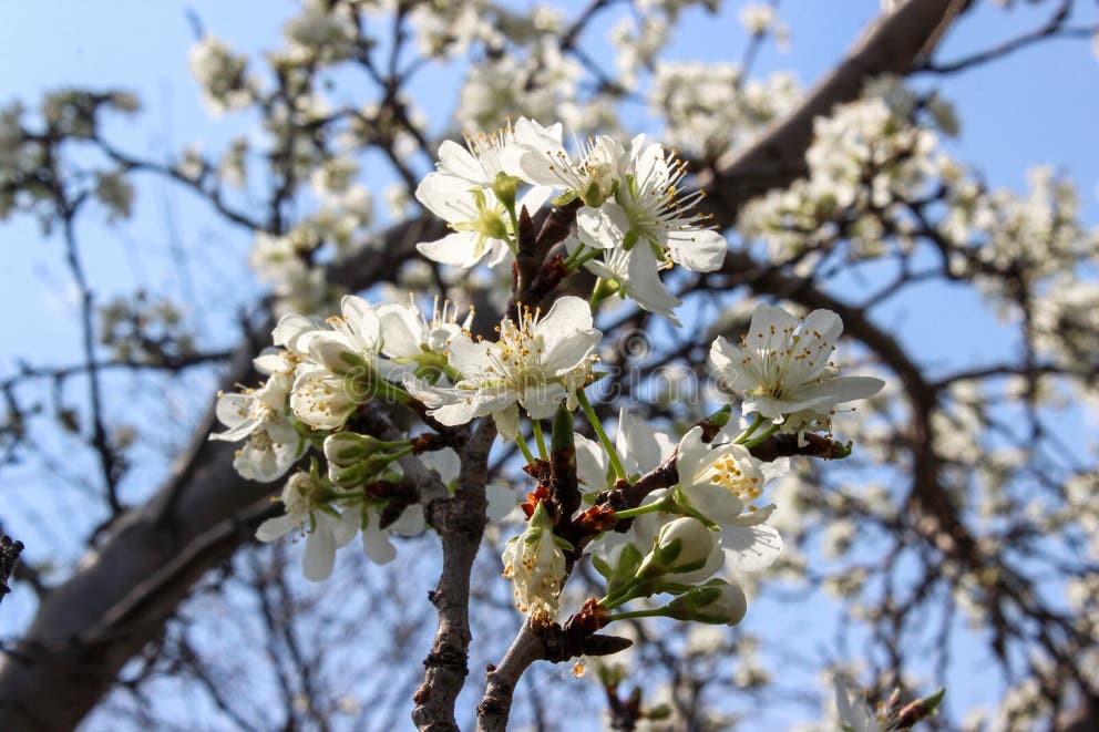 Close-up of White Plum Tree Branches Blossom in Spring Stock Photo ...