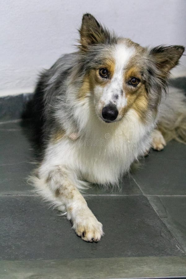 Beautiful Spring Portrait of Adorable Gray and White Border Collie ...