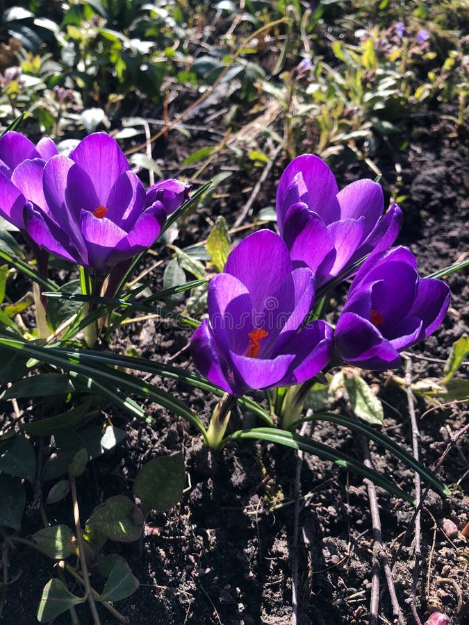 Beautiful Spring Purple Flowers in the Garden Stock Photo - Image of ...