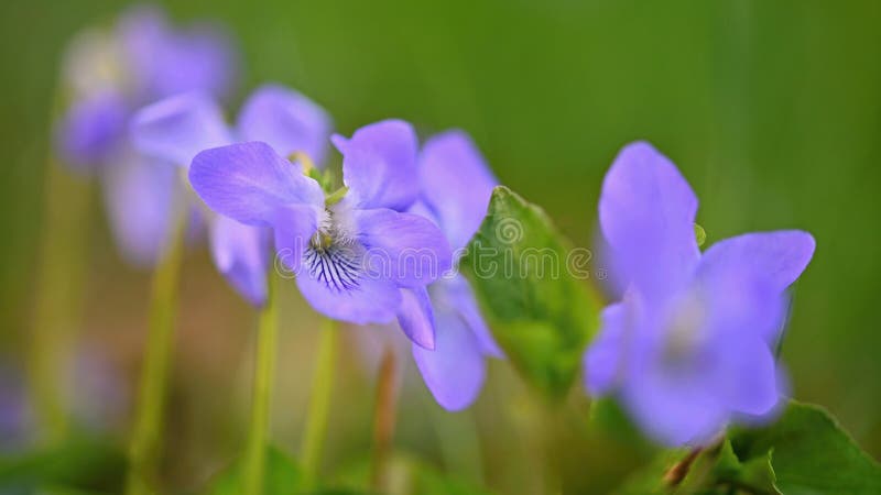 Beautiful Spring Purple Flowers in the Grass. First Spring Flowers ...