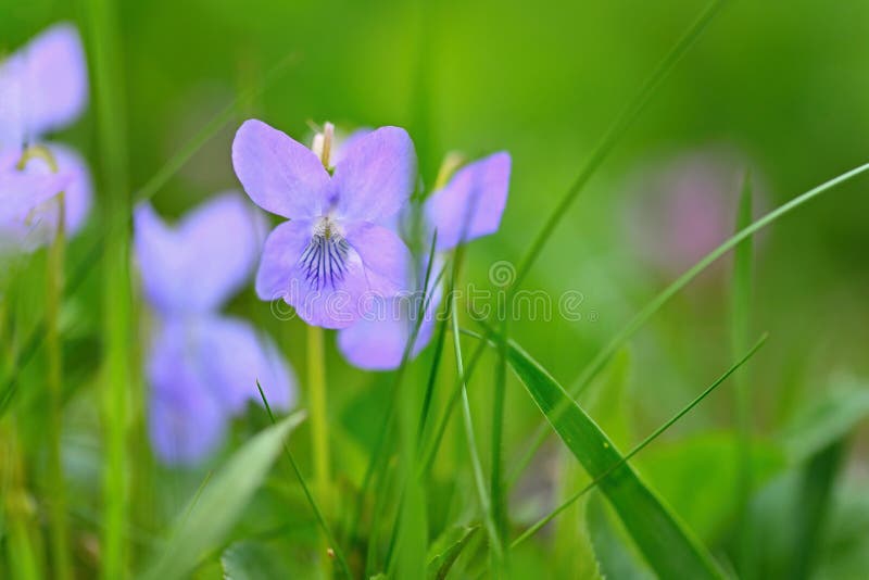 Beautiful Spring Purple Flowers in the Grass. First Spring Flowers ...