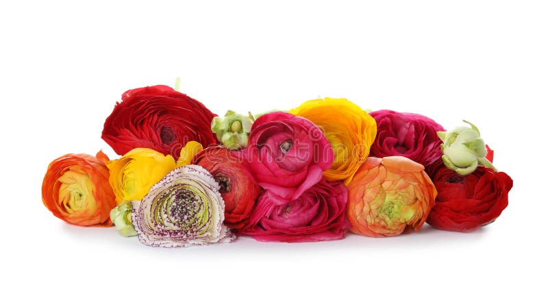 Beautiful Spring Ranunculus Flowers Isolated Stock Image - Image of ...