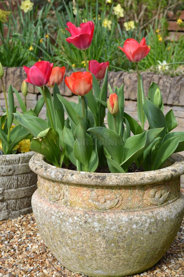 Beautiful Spring Red Orange Magenta Colour Tulips Pot Stock Photos ...