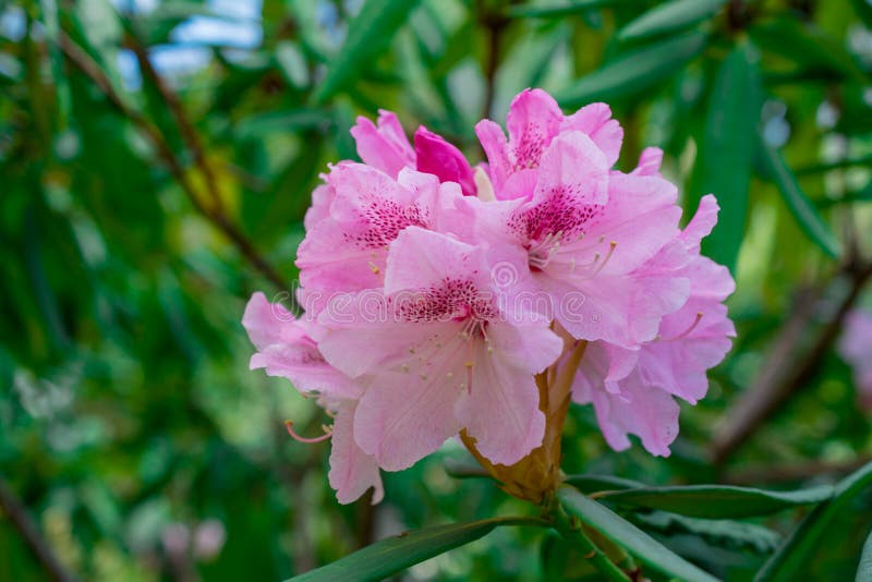 Beautiful Spring Rhododendrons in the Gardens Stock Image - Image of ...