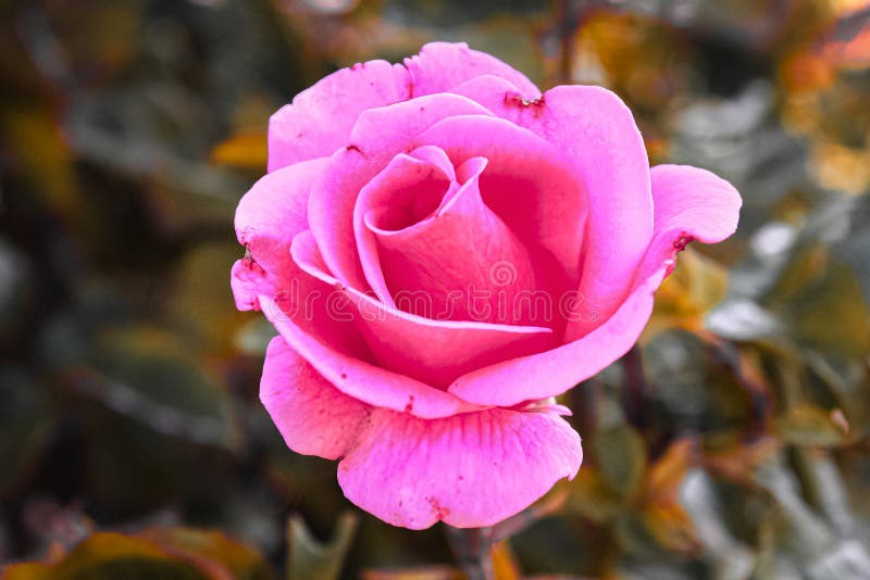 Beautiful Spring Roses Open Stock Image - Image of beautiful, spring ...