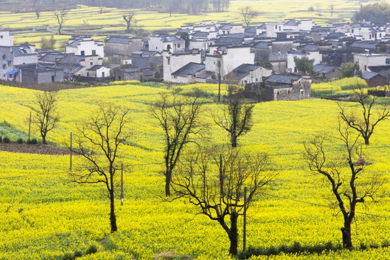 Spring Rural Landscape with a Farm, Roe Deer on Meadows, Fields. Stock ...