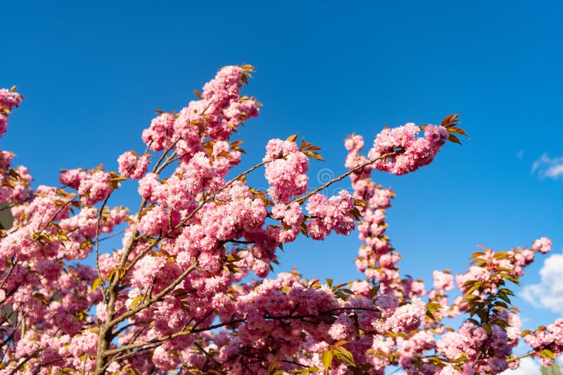 Beautiful Spring Sakura Bloom on Branch. Photo of Spring Sakura Bloom ...