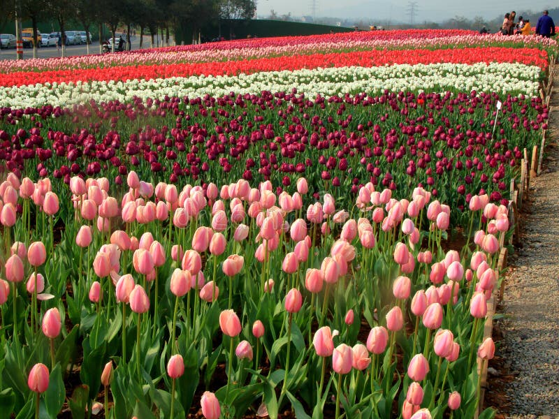Beautiful Spring Scenery Attraction Tulips in Bloom Stock Photo - Image ...
