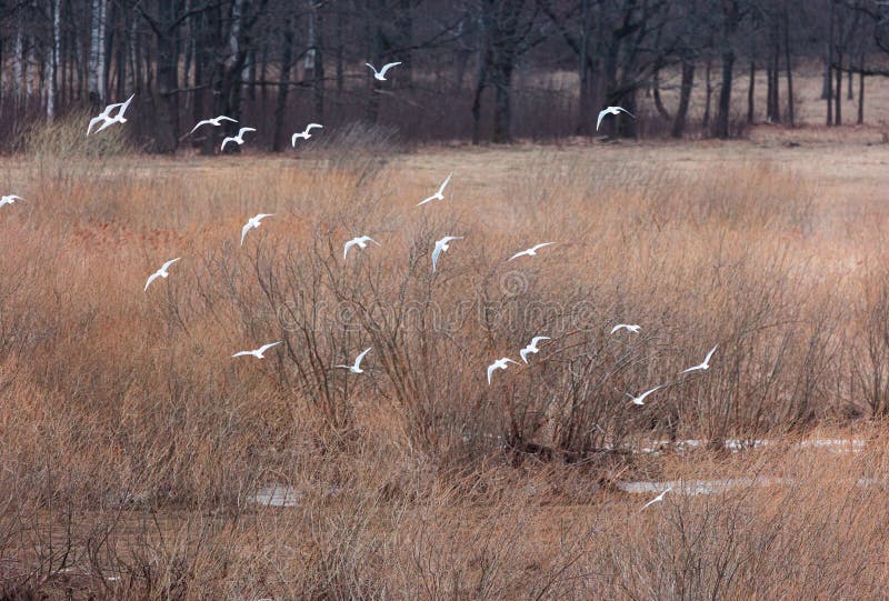A Beautiful Spring Scenery with a Local Wild Bird Stock Image - Image ...