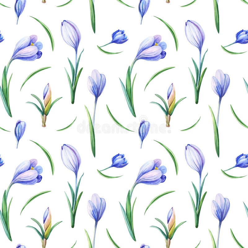 Beautiful Spring Seamless Pattern with Blue Crocuses. Purple Flowers of Saffron on a Dark Stock ...