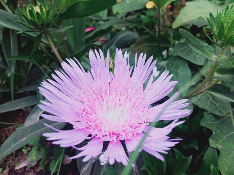 Beautiful Spring Season Bloom Stock Photo - Image of season ...