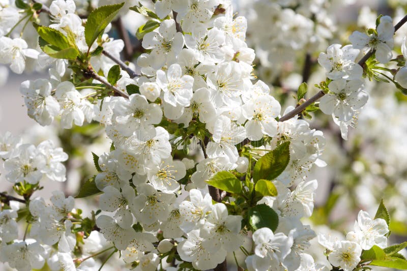 Beautiful Spring Sour Cherry Blossoms Stock Image - Image of wildflower ...