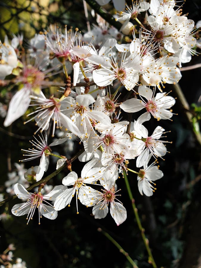 Beautiful Spring Splendour stock photo. Image of beautiful - 173996124