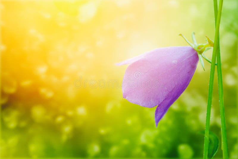 Beautiful Spring Summer Background Bellflower in Nature, Blurred ...