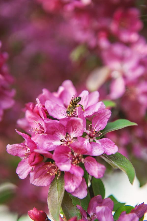 Beautiful Spring and Summer Background with Cherry Blossom and Bee ...