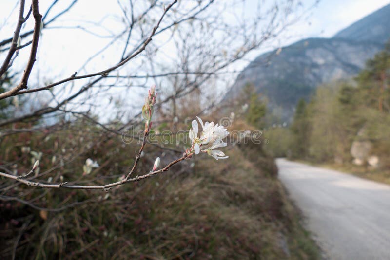 Beautiful Spring Time in Dolomiti Mountails Stock Photo - Image of ...