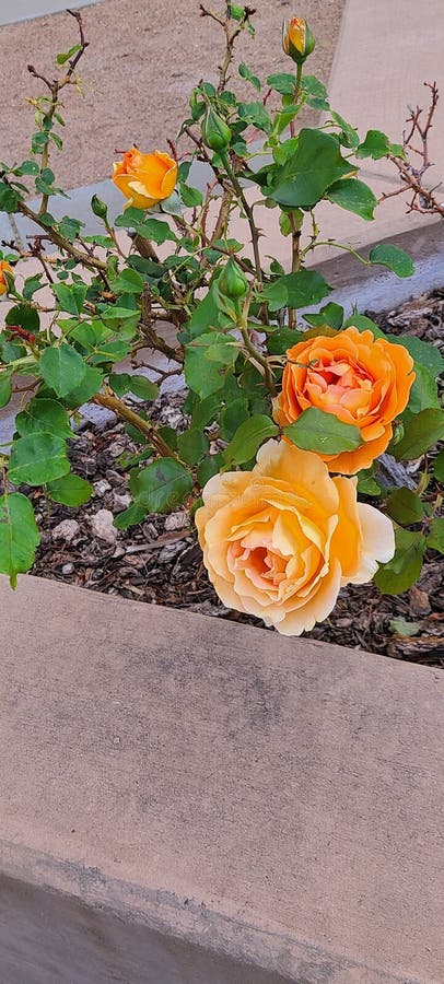 Beautiful Spring Time Roses Stock Image - Image of petal, bouquet ...