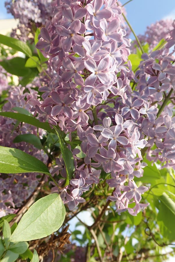 Beautiful Spring Tree in a Blossom Stock Photo - Image of natural ...