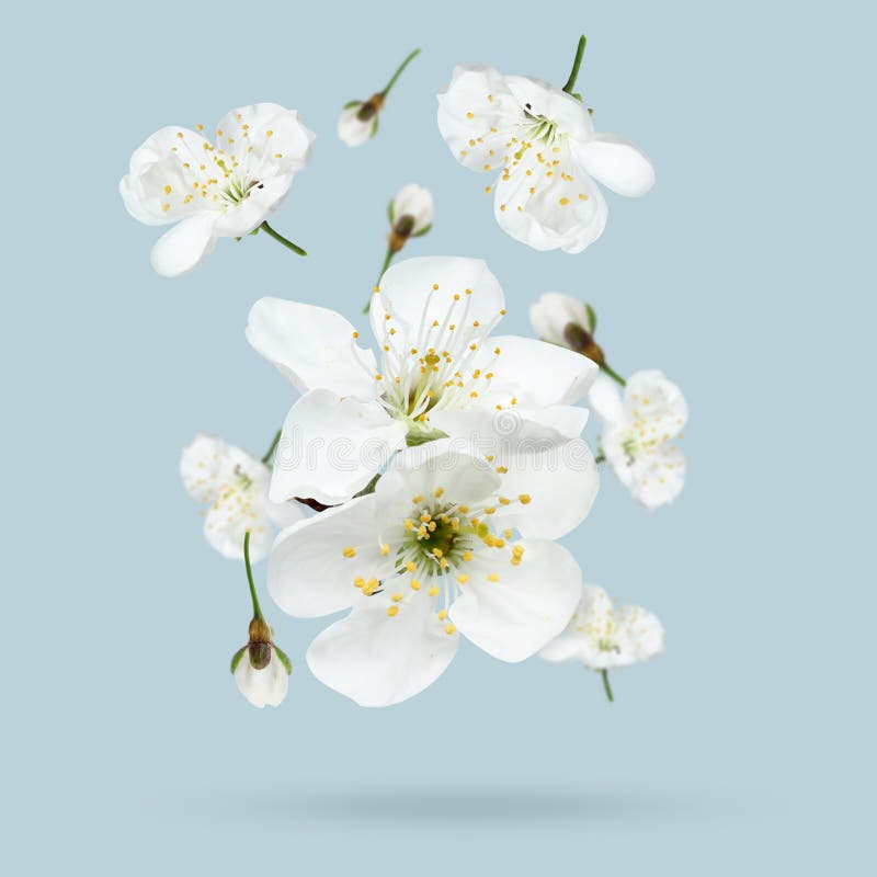 Beautiful Spring Tree Blossoms Falling on Light Grey Background Stock ...