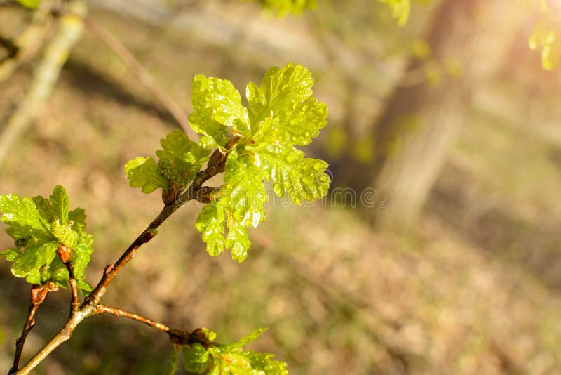The Beautiful Spring Oak Tree Branch with Rain Drops, Background Stock ...