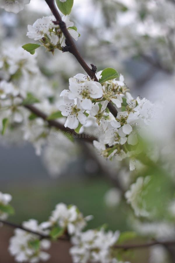 Flowers of Pear Tree in Sunny Spring Day Stock Image - Image of green ...