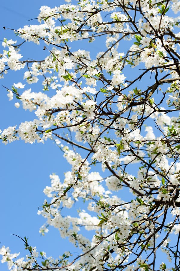 Beautiful Spring Tree Flowers Stock Image - Image of cherry, green ...