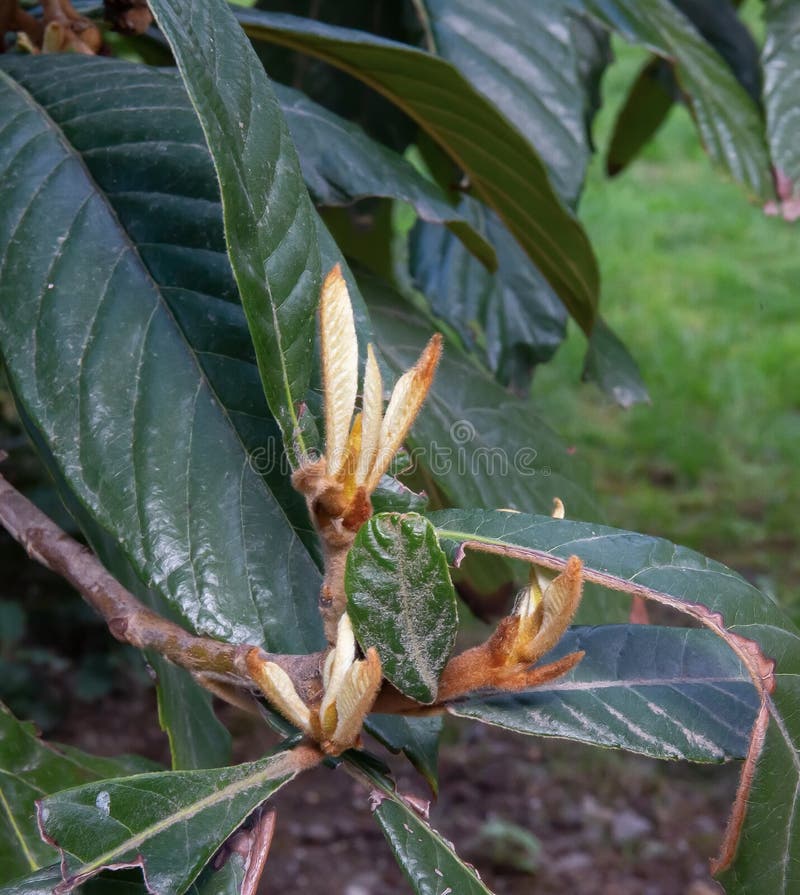 Beautiful Spring Trees with Blooming Buds Stock Image - Image of grass ...