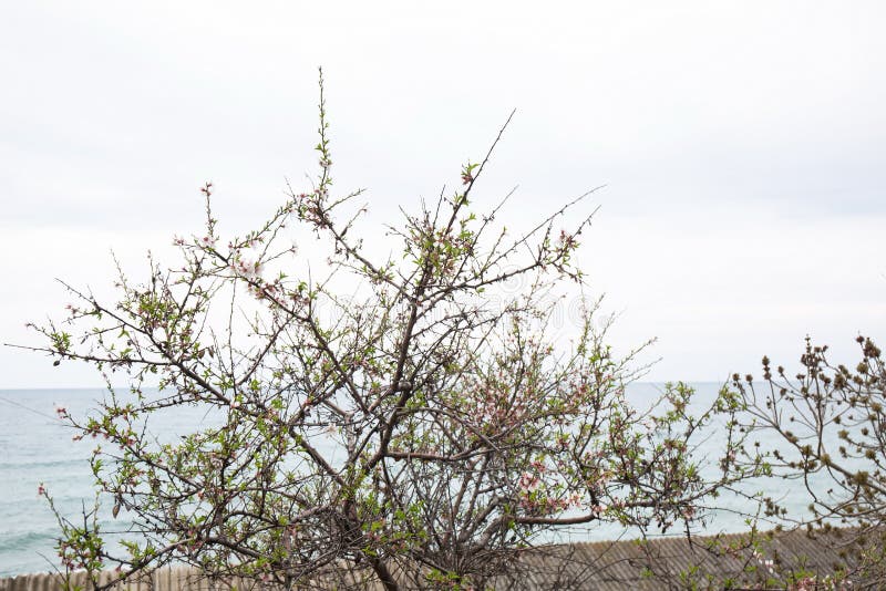 Beautiful Spring Trees with Blooming Buds Stock Photo - Image of plant ...