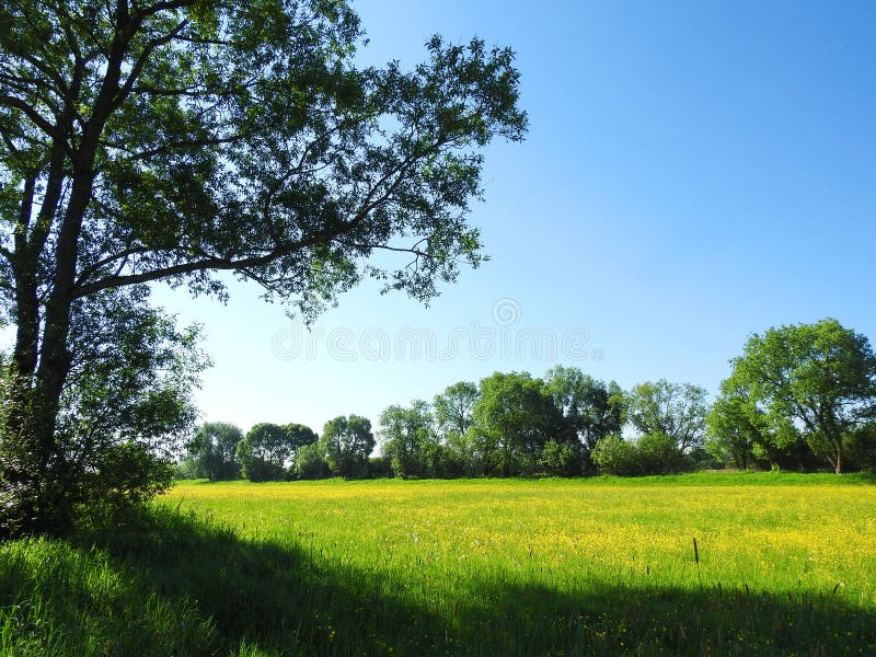 Beautiful Spring Trees and Field, Lithuania Stock Photo - Image of view ...