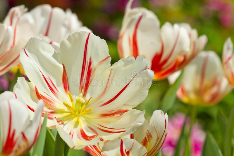 Beautiful Spring Tulip Flowers in Garden Stock Photo - Image of life ...