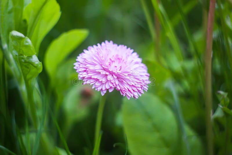Beautiful Spring Pink Daisy Flowers Growing in Garden Stock Image ...
