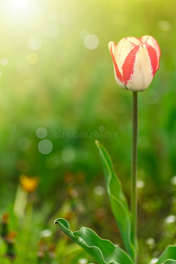 Beautiful Spring Tulip in the Sun Stock Photo - Image of color, flora ...