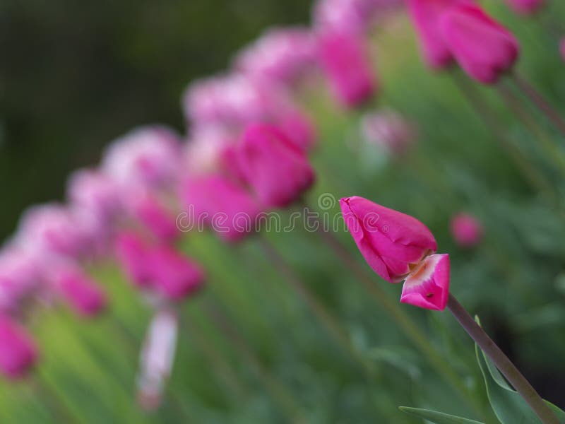 Beautiful spring tulips stock photo. Image of blooming - 12676632