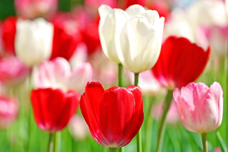 Paper tulips field stock photo. Image of handmade, flower - 13841272