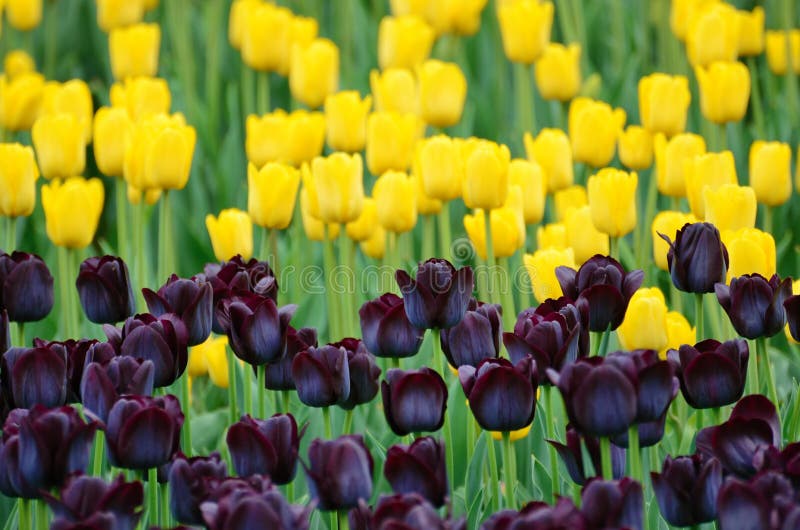Beautiful spring tulips stock photo. Image of spring - 23722414