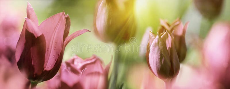 Beautiful Spring Tulips in Bright Sunlight Stock Photo - Image of ...