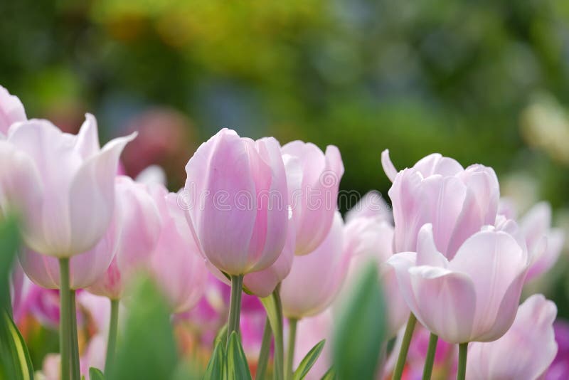 Beautiful spring tulips stock image. Image of multi, selective - 88945569