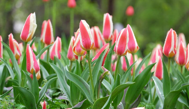 Beautiful spring tulips stock photo. Image of outdoors - 92774340