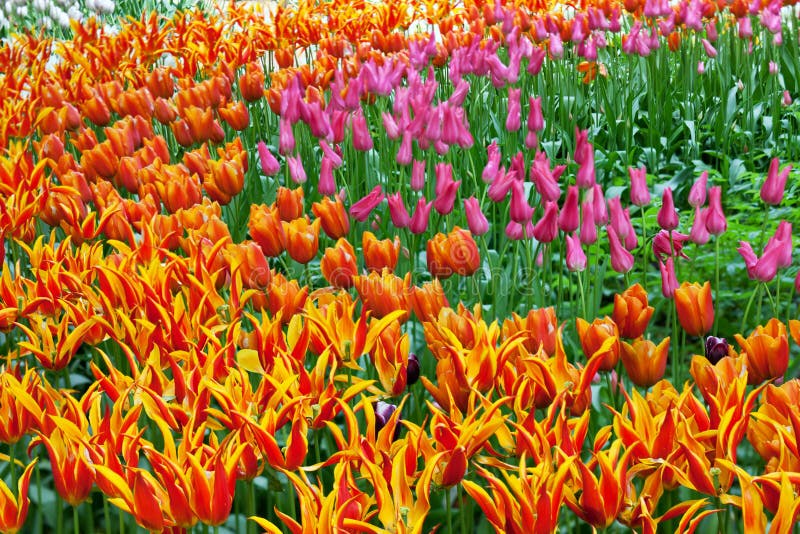 Beautiful spring tulips stock image. Image of blooming - 94074643