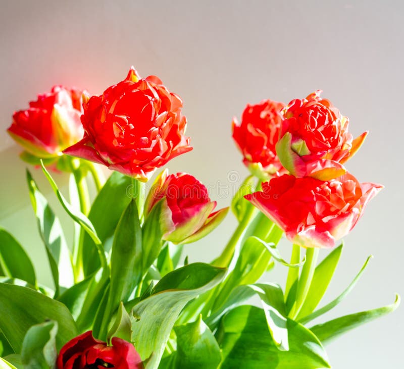 Beautiful Spring Tulips Flowers Stock Image - Image of beautiful ...