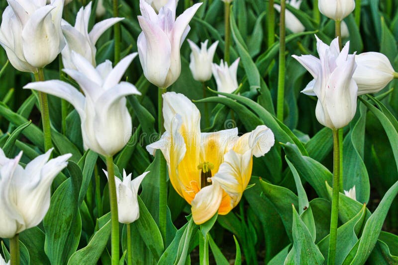 Beautiful Spring Tulips stock image. Image of bloom - 267715743