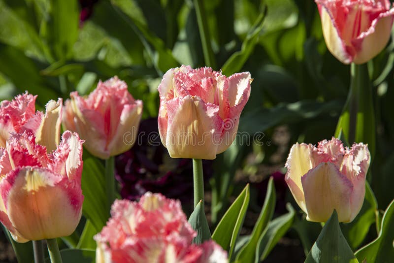 Beautiful spring tulips stock image. Image of garden - 245480911